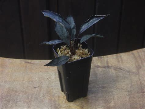 Bucephalandra Sp Padawan 【sd0112】 Heat Wave