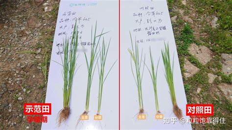 孕穗期打好基础，高产有把握！ 靠得住”水稻增产提质方案的田间对比实录 知乎