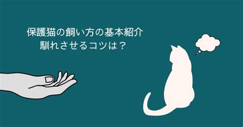 保護猫の飼い方の基本紹介。馴れさせるコツは？ 保護猫タイム