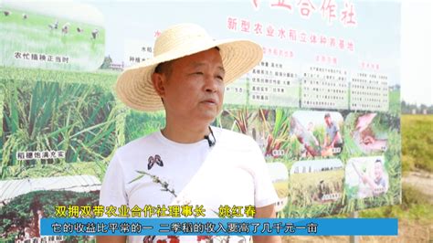 益阳沅江巨型稻开镰收割 平均亩产1700斤