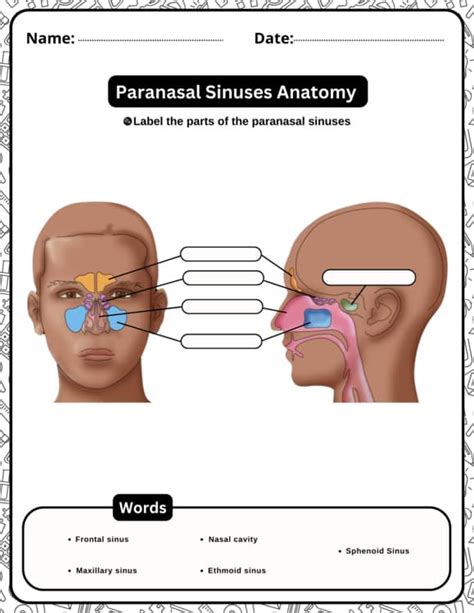 Paranasal Sinuses Anatomy Labeled Diagram Worksheets Wordsearch
