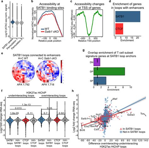 SATB1 Dependent Promoter Enhancer Communication Of Critical