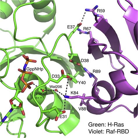 Allosteric Effects Of The Oncogenic Rasq61l Mutant On Raf Rbd Structure
