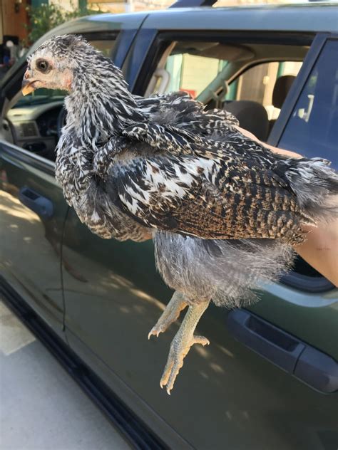 Possible Easter Egger Cockerel 6 Weeks Backyard Chickens Learn How