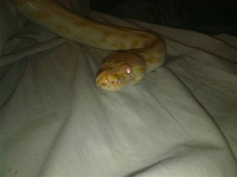 Se England 6ft Female Albino Het Granite Burmese Python And Setup