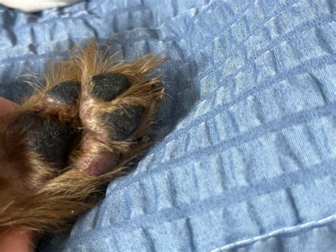 강아지 발바닥 습진 연고 놉 네이버 블로그