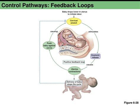 Ppt Chapter 6b Powerpoint Presentation Free Download Id2413565