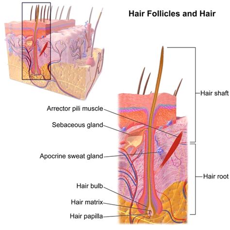 Sebaceous Glands Location Location Of Skin Glands Light Microgr