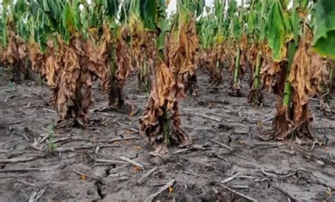 Yatecuento Escenario Las Pérdidas Reestimadas Por Sequía En La