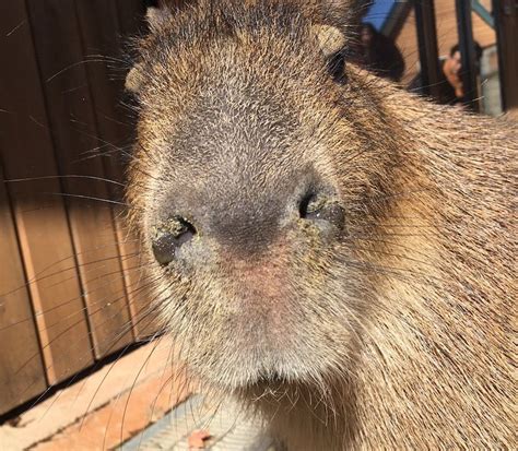 Npm Capybara Router Skypack