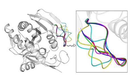 five randomly selected reconstructed loop models for protein “1cb0” download scientific diagram