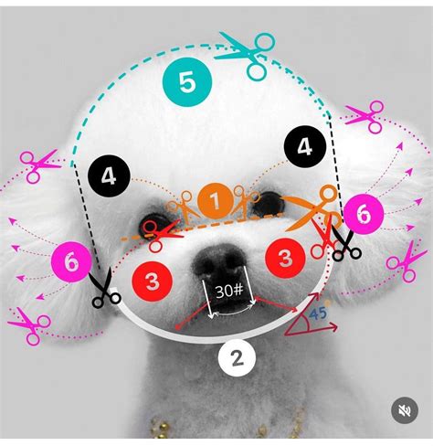 Best 13 15 Unique Shih Tzu Haircuts That Will Turn Heads In 2024 Artofit