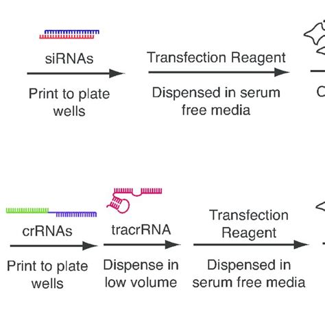 Workflows For Arrayed Screening In Microplate Format A Reverse Download Scientific Diagram