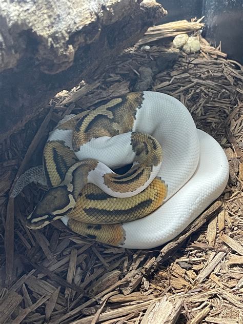 Ghost Piebald Ball Python By Jens Pythons And Boas Morphmarket