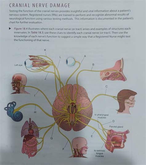 CRANIAL NERVE DAMAGE Testing The Function Of The Chegg Com