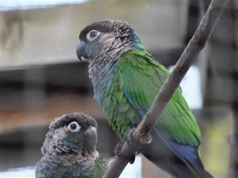 Pearly Parakeet Alchetron The Free Social Encyclopedia