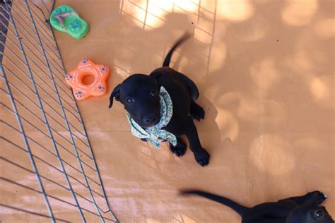 Feira De Adoção De Cães E Gatos Acontece Neste Sábado 3 Em Sorocaba
