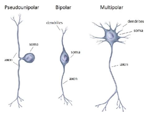 Bio 161 Exam 2 Flashcards Quizlet
