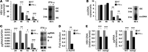 Jci Ifn α Inhibits Hbv Transcription And Replication In Cell Culture
