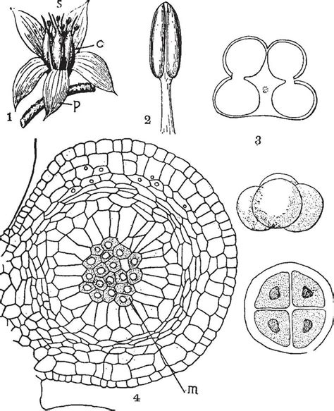 Angiosperm Vintage Illustration 35475489 Vector Art At Vecteezy