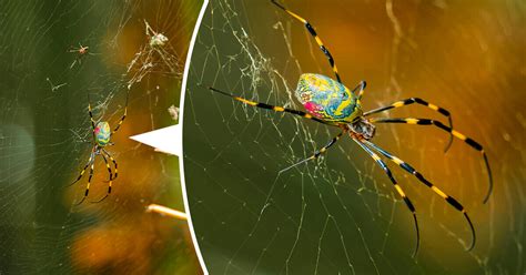 Flying Spiders With Venomous Bite And 4 Inch Legs Now Spreading The