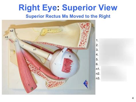Right Eye Superior View Diagram Quizlet