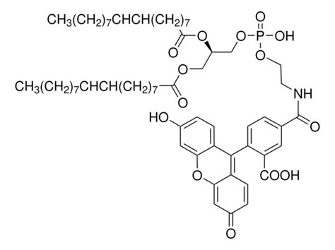 1 2 Dioleoyl Sn Glycero 3 Phosphoethanolamine Fluorescein Labeled For