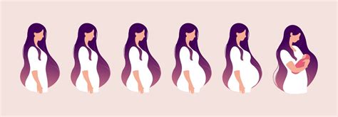 Women Pregnancy Stages Royalty Free Vector Image