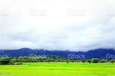 아름 다운 쌀 필드 고 안개와 함께 산입니다 백그라운드에서 소프트 포커스와 이상 빛 0명에 대한 스톡 사진 및 기타 이미지