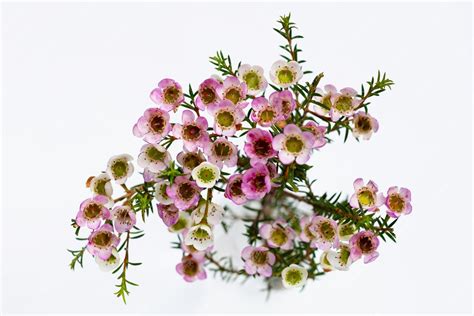 Premium Photo Pink White Waxflower On White Background