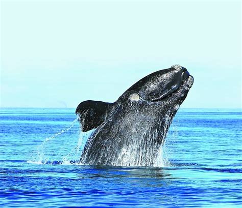 인간의 욕심이 바꾼 ‘고래의 운명