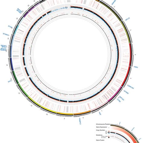 Circos Plot Of Pretreatment Tumor Sample Circos Representation Of