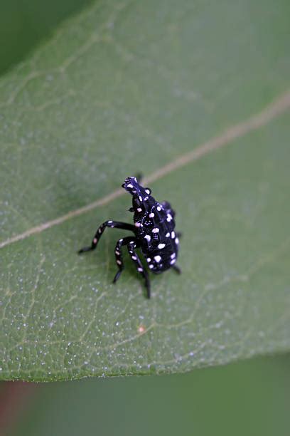Fulgoroidea Banco De Fotos E Imágenes De Stock Istock