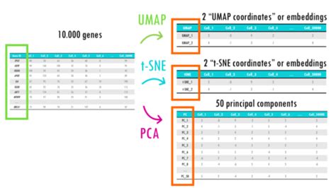PCA Vs UMAP Vs T SNE Biostatsquid
