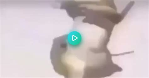 The Dancing Lizard Album On Imgur