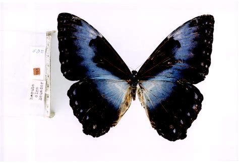 Morpho C Cisseis Type Specimens