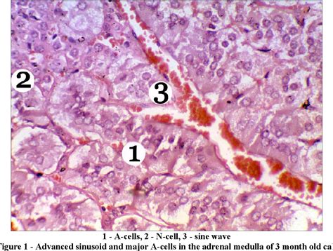 Chromaffin Cells Histology