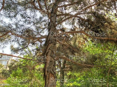 하늘에 대 한 아름 다운 오래 된 침 엽 수입니다 Strobiles와 소나무의 보기 트렁크를 닫습니다 0명에 대한 스톡 사진 및 기타 이미지 Istock