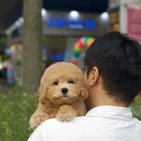유어펫 폼스키분양폼스키전문폼스키