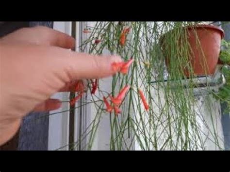 #Русселия хвощевидная. Мои комнатные растения - YouTube