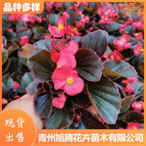 四季海棠花苗摘心第11页大山谷图库