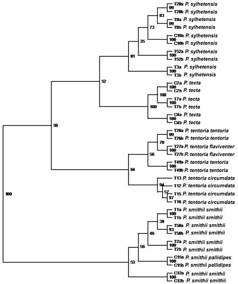 Neighbor Joining Consensus Tree Generated After Bootstrap Analysis Of