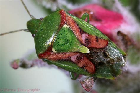 Juniper Shieldbug Photo Wp14975