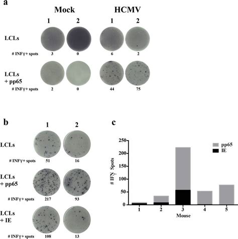Blt Mice Generate Human Ifnγ T Cell Responses Specific To Hcmv Pp65 And