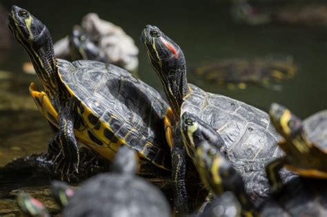 My Turtle S Shell Looks Dry What You Need To Know Turtleholic
