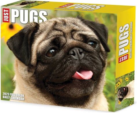 Willow Creek Press 2023 Desktop Box Calendar Pugs Shopstyle Home