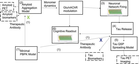 Schematic Representation Of A Combined Amyloid Tau Qsp Model As Download Scientific Diagram