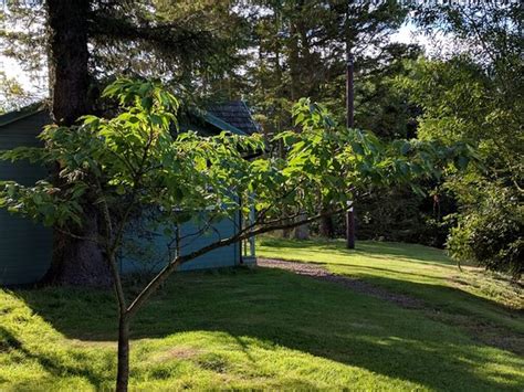 Juniper Images Vacation Pictures Of Juniper Hexham Tripadvisor