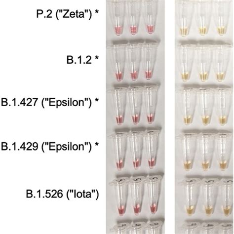 Validation Of The Rt Lamp Home Test On Heat Inactivated Sars Cov 2 Download Scientific Diagram
