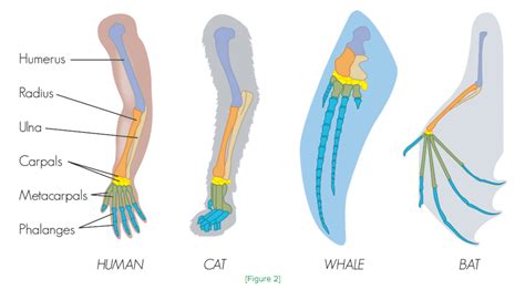 Anatomical Similarities Evolution 8th Grade Quiz Wayground Formerly